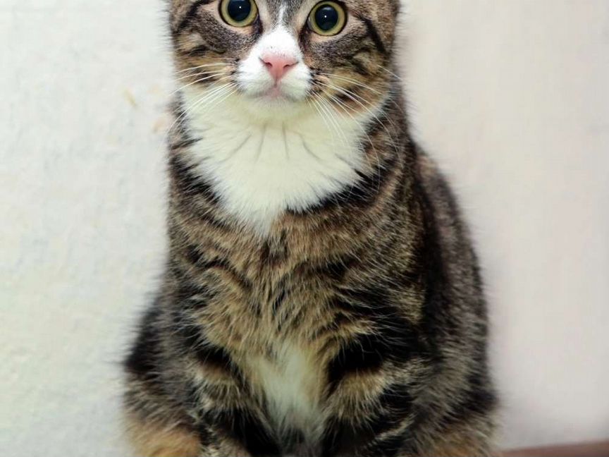 Кот Сеня 6 мес