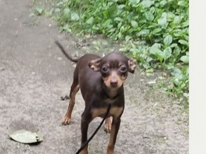 Русский той