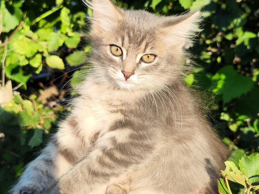 Отдам котят в добрые руки Доставка по Самаре