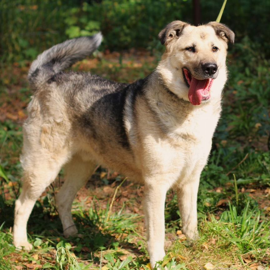 Взрослый пёс в добрые руки