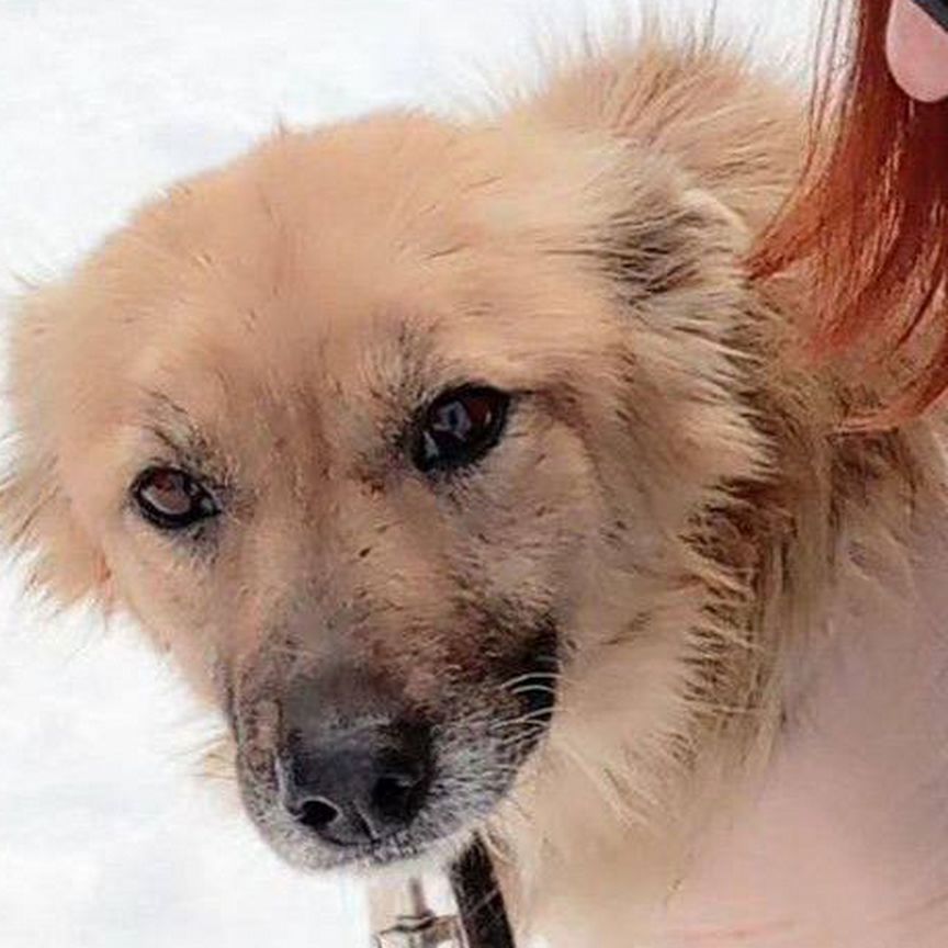 Взрослая собака в добрые руки