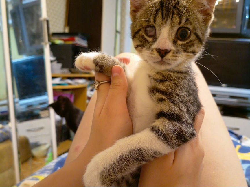 Котята от двух кошек в добрые руки