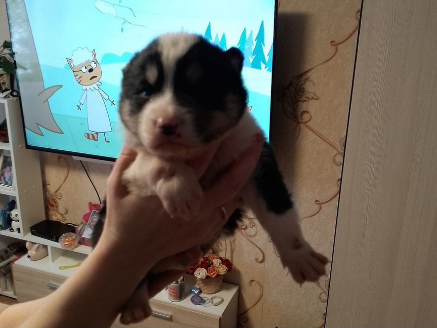 Западно сибирская лайка