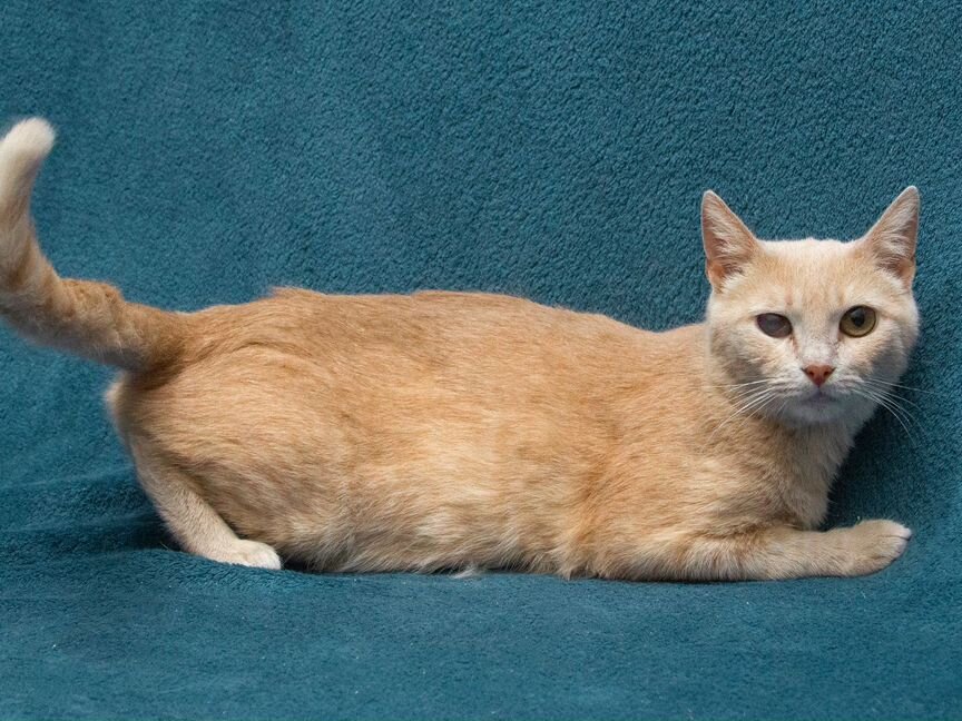 Кошка персиковая