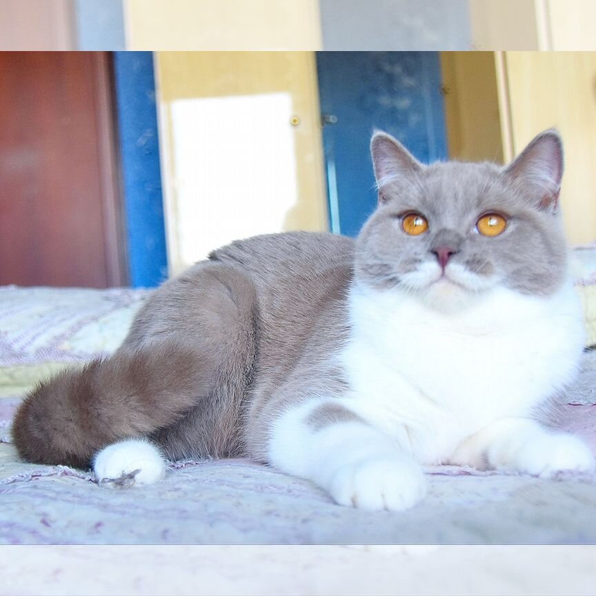 Британский котенок мальчик