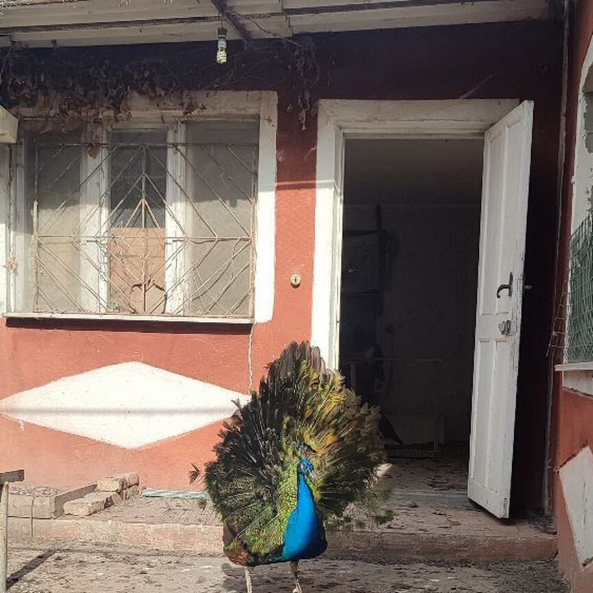 Продаются павлины