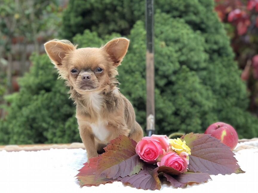 Шикарный кобель д ш чихуахуа на продажу и Щенки дш