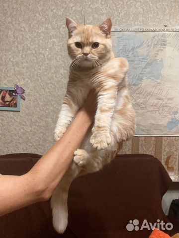 Вязка котов шотландских