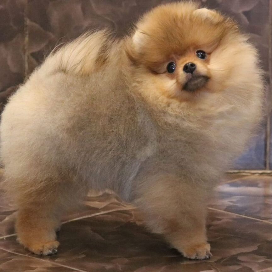 Померанский шпиц мини щенок москва