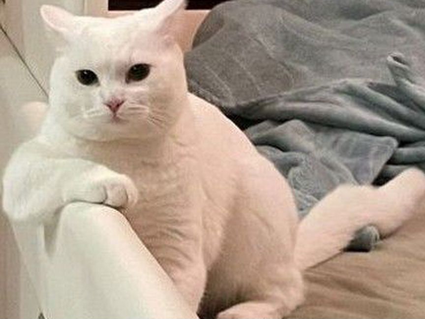 Кот турецкая ангора