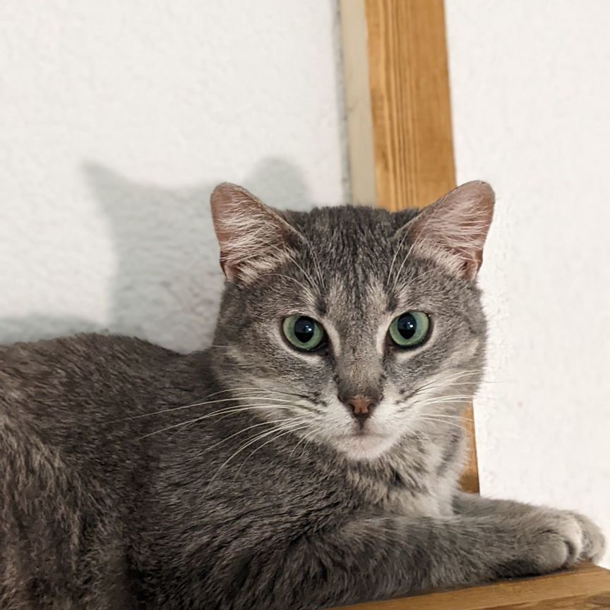 Дакота ищет семью