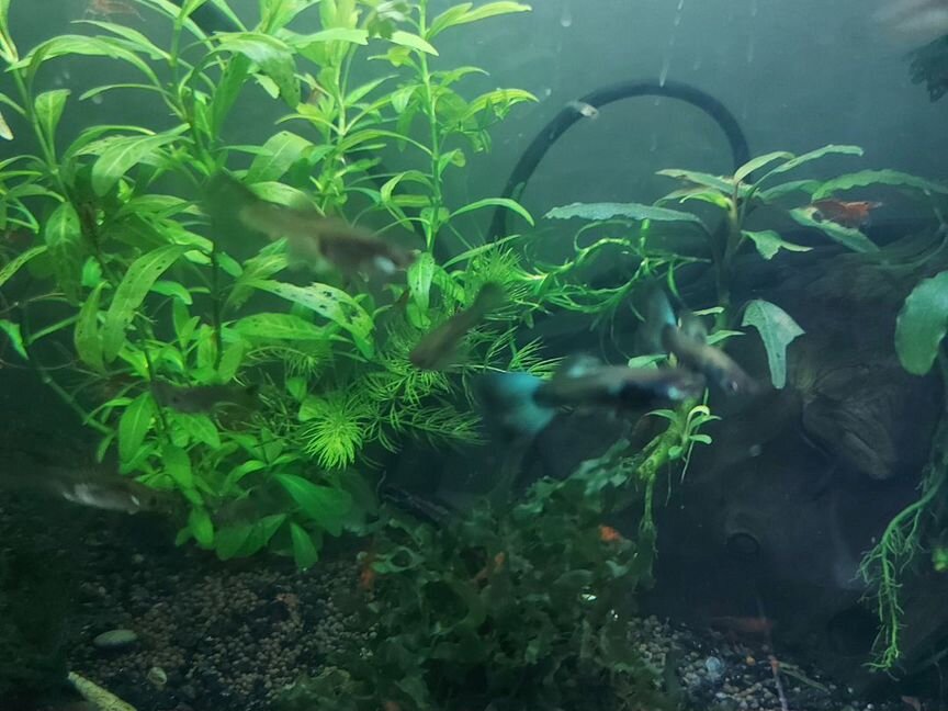 Гуппи малахит