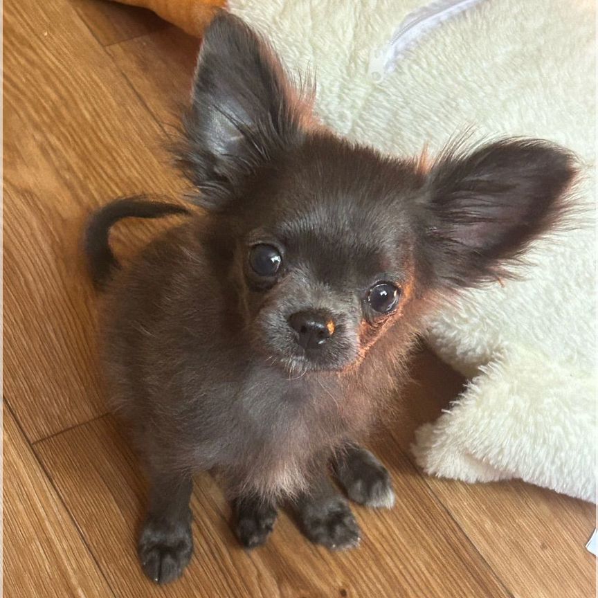 Щенки чихуахуа