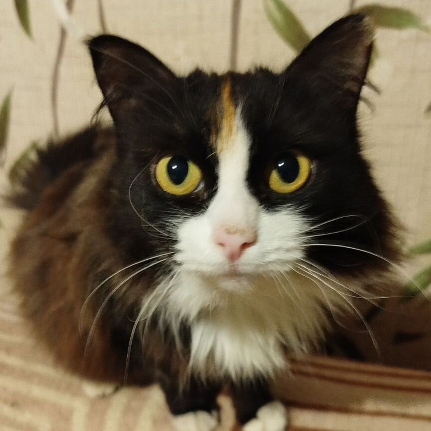 Взрослая, кошка в добрые руки
