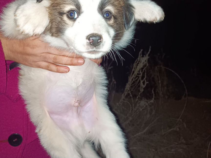 Щеночки в добрые руки