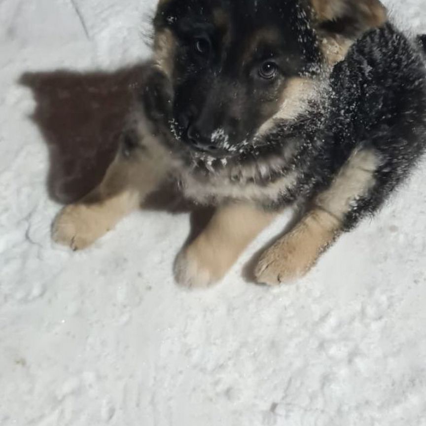 Немецкая овчарка