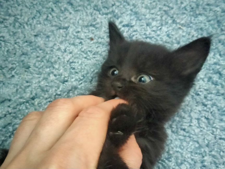 Ангорский котенок