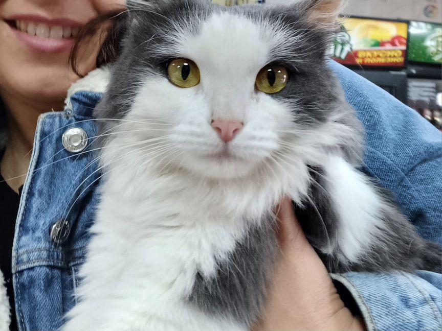 Котик ищет дом