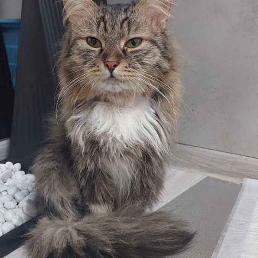 Котик ищет дом