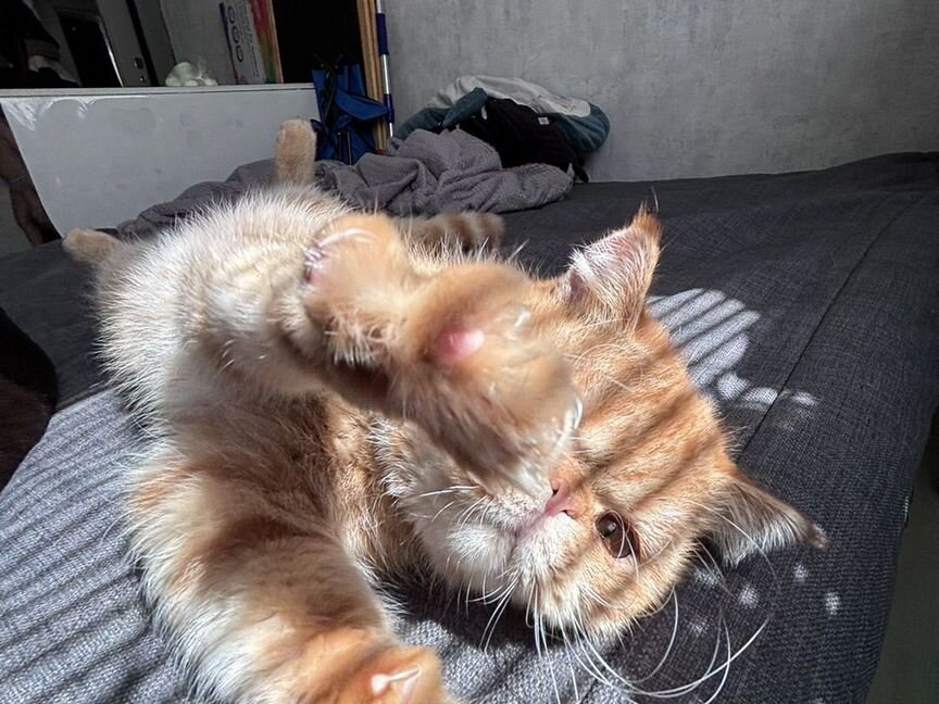 Котята экзоты