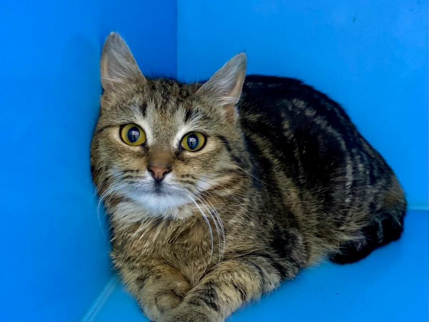 Котенок Шоколад ждёт семью в приюте