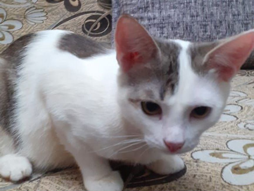 Котёнок Елисей