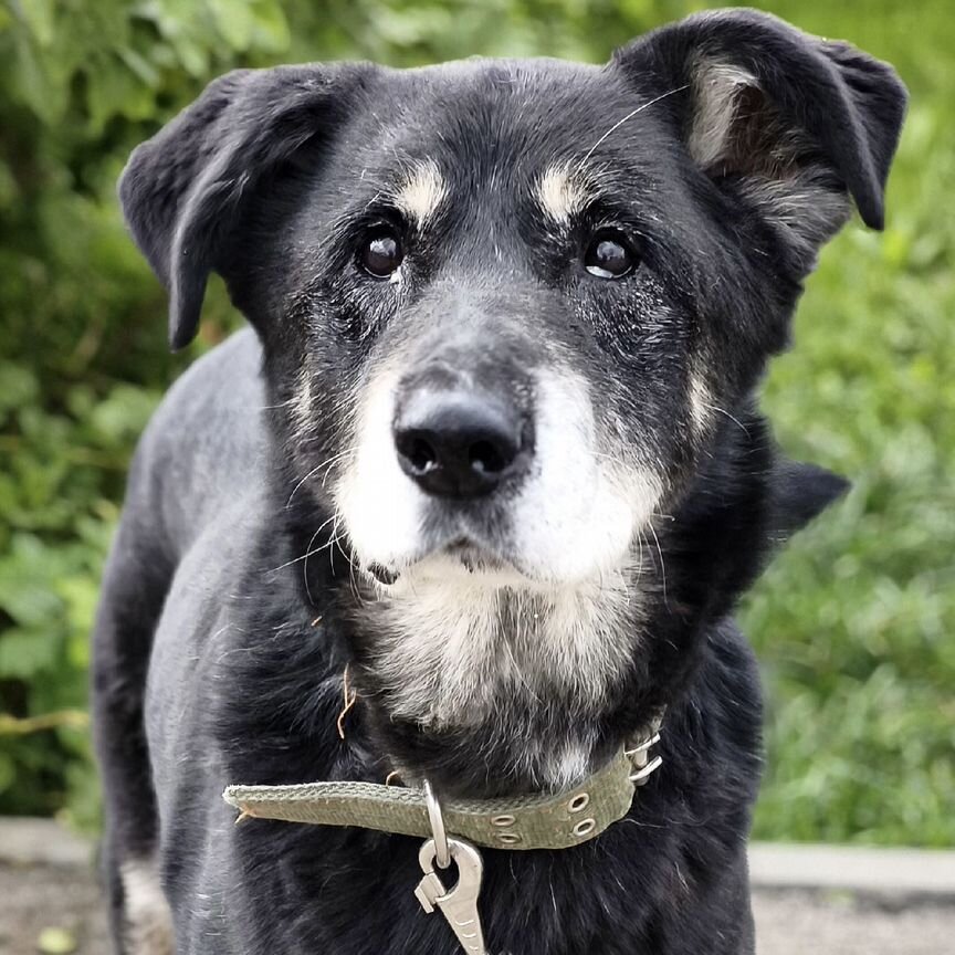 Взрослый пёс в добрые руки