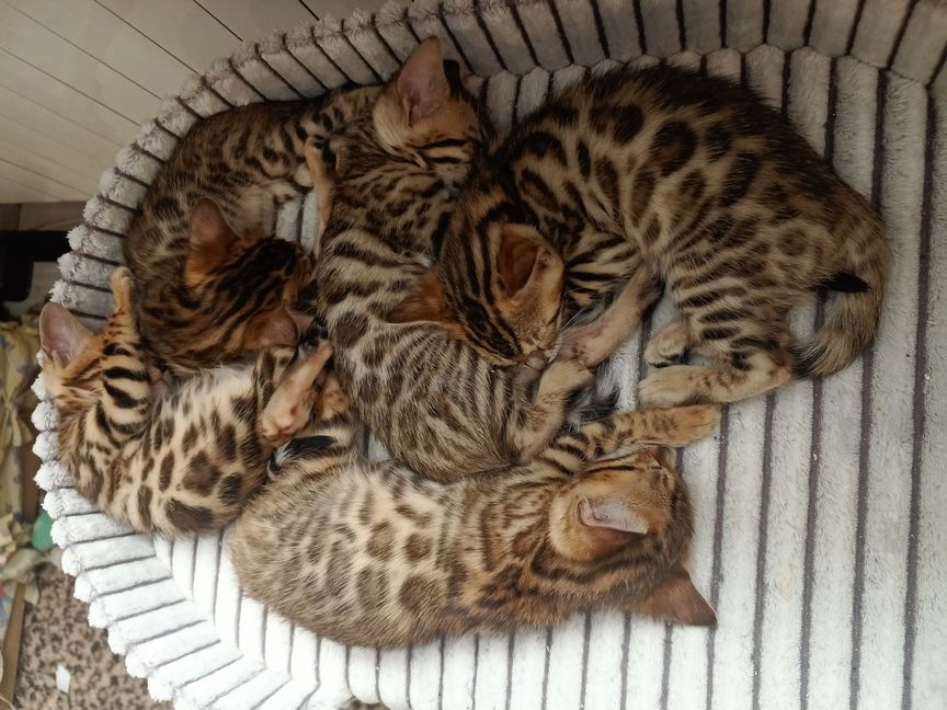 Бенгальская кошка