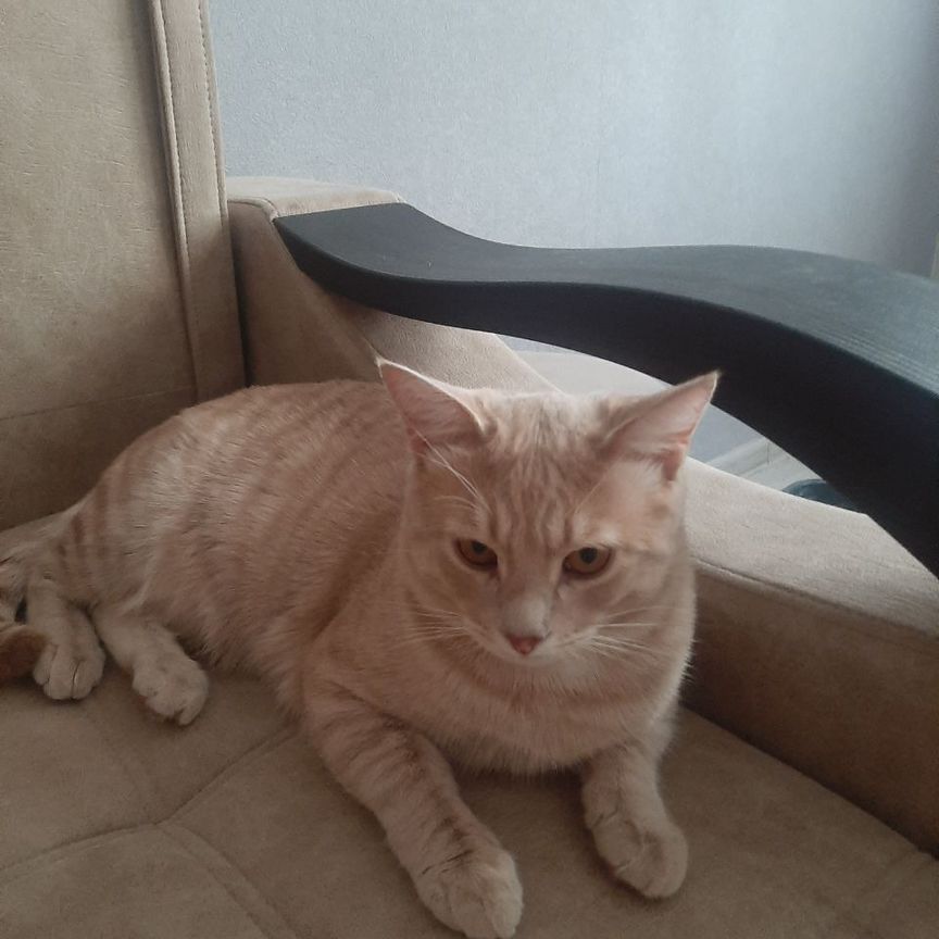 Домашние животные котята