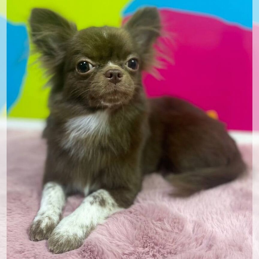 Чухуахуа длиношерстная мини случка