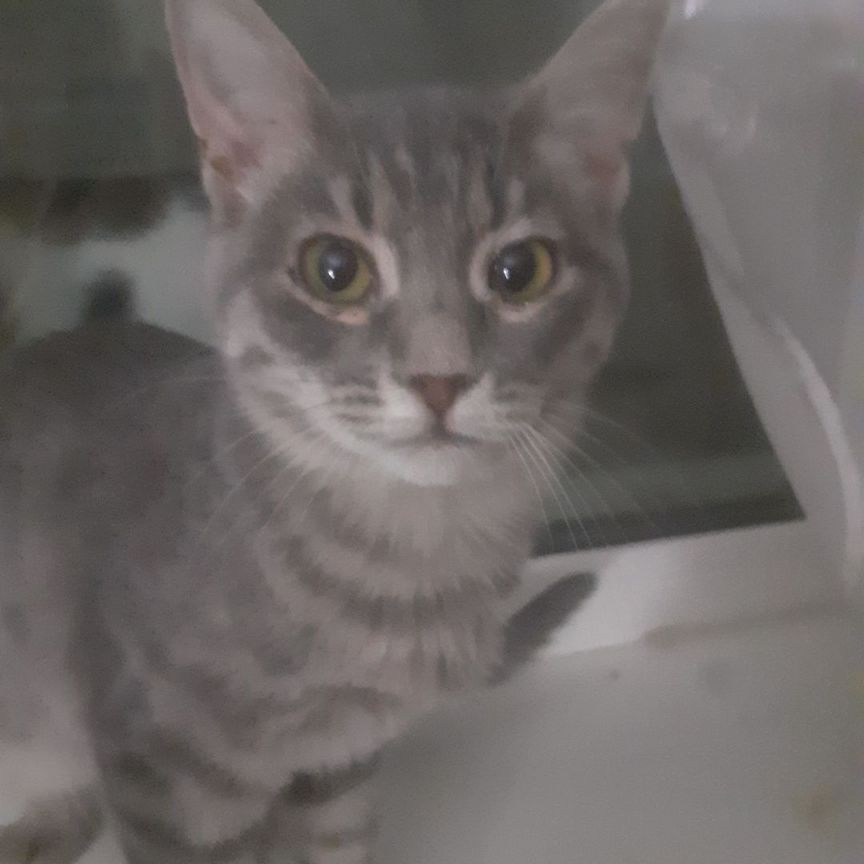 Отдам бесплатно кота 5 месяцев
