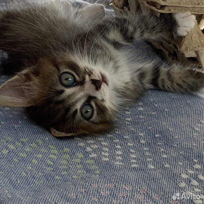 Котенок Лео ищет дом