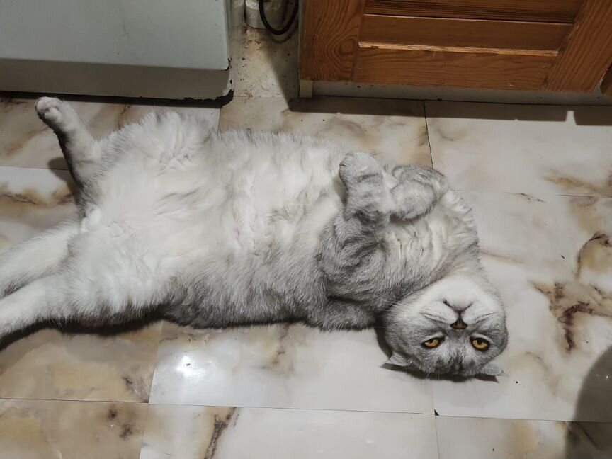 Кот" Димка"