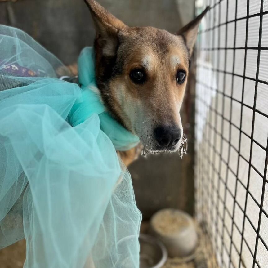 Взрослый пёс в добрые руки