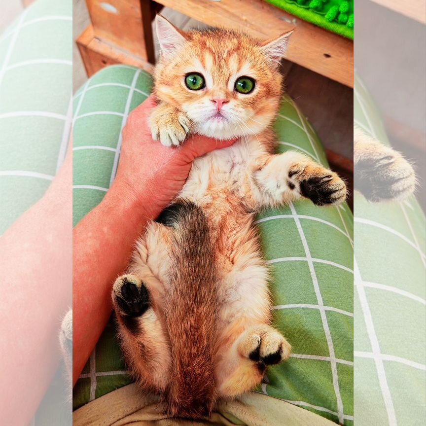 Золотая шиншилла