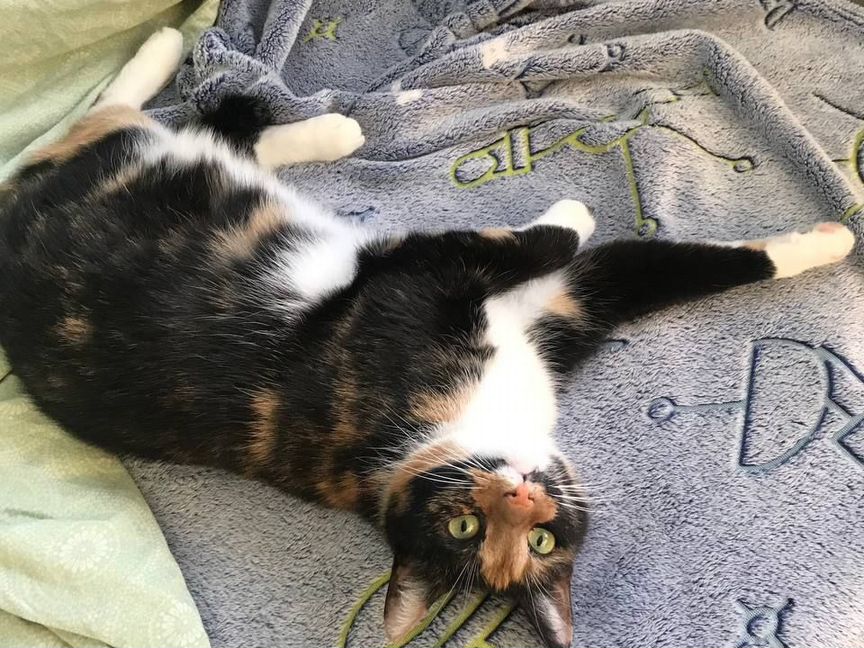 Кошка-охотница, трехцветная