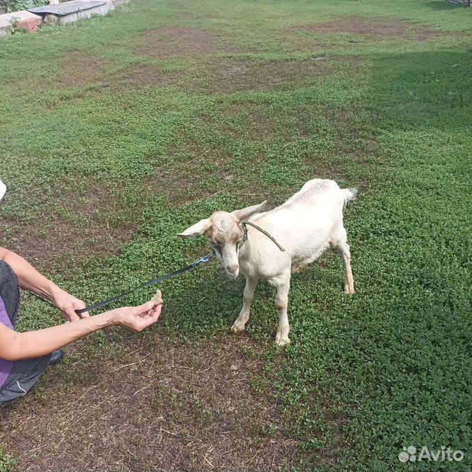 Животное козочка