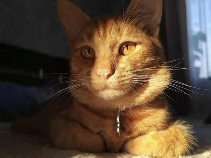 Кошка в дар