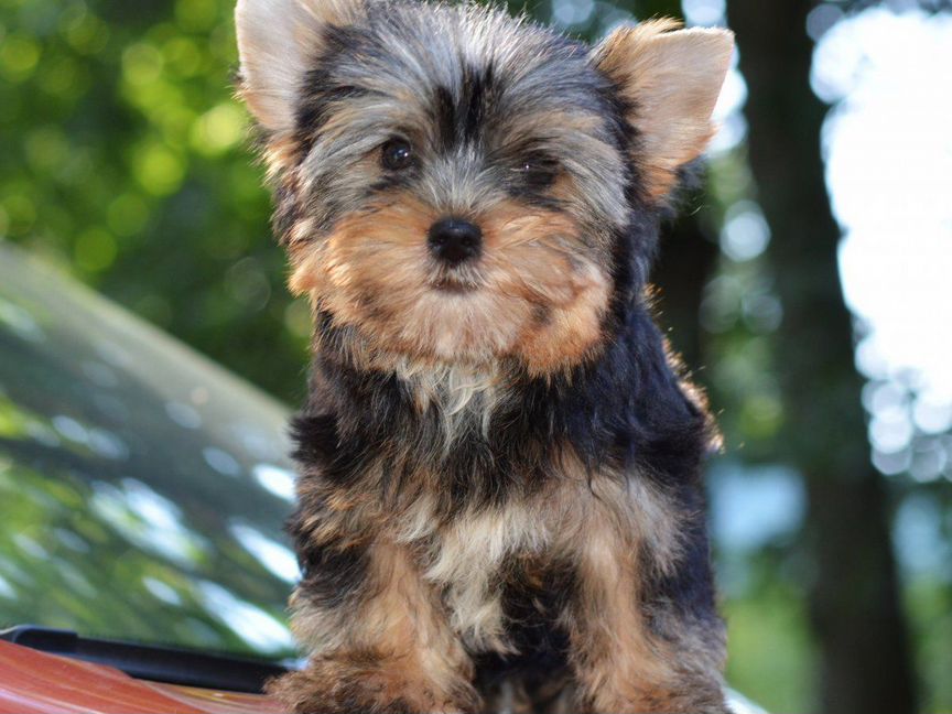 Йоркширский терьер щенки