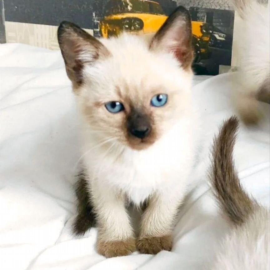 Тайские котята
