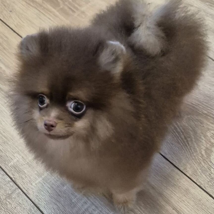 Шпиц