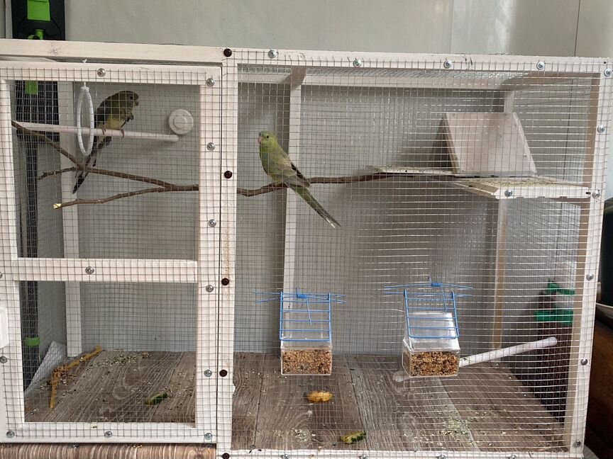 Австралийские певчие попугаи