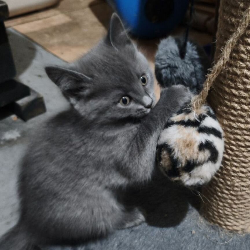 Котёнок