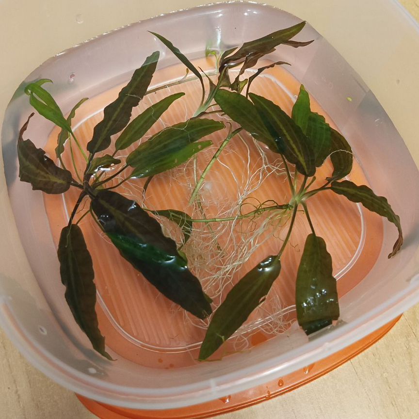 Аквариумное растение, Криптокорина