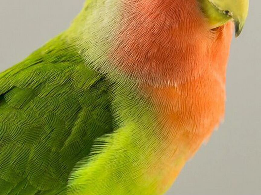 Неразлучник девочка