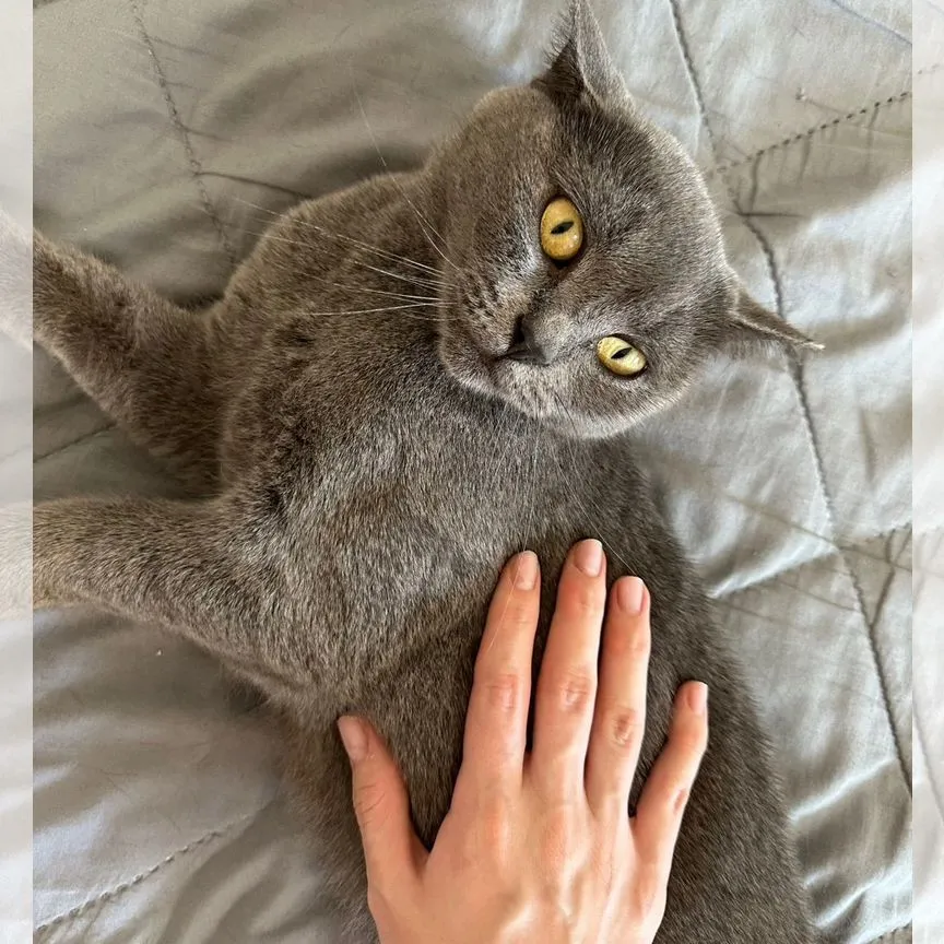Британская кошка