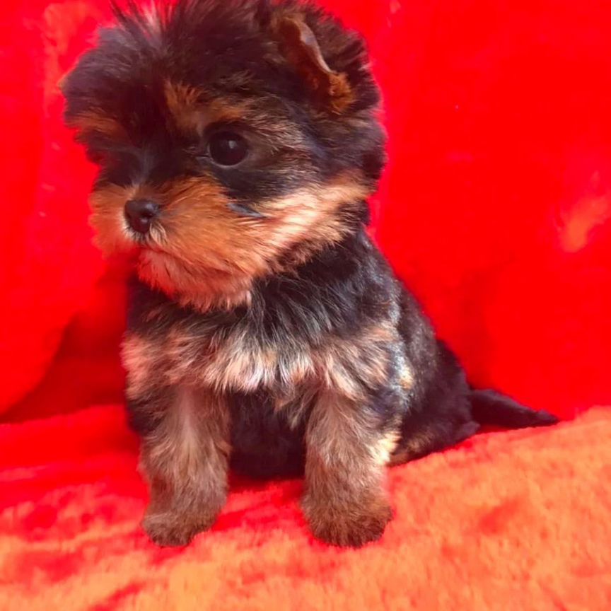 Йоркширский терьер мини