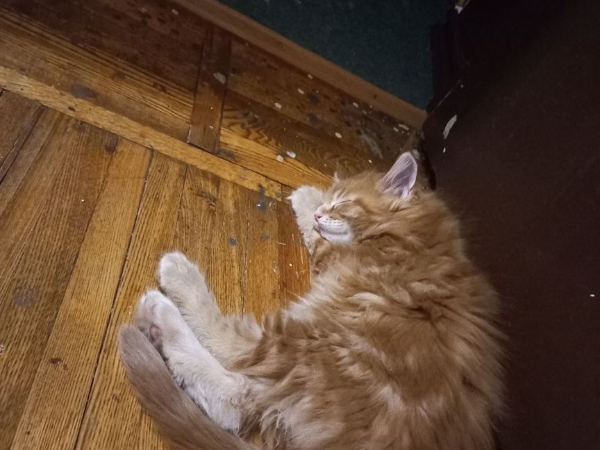 Домашние животные котята