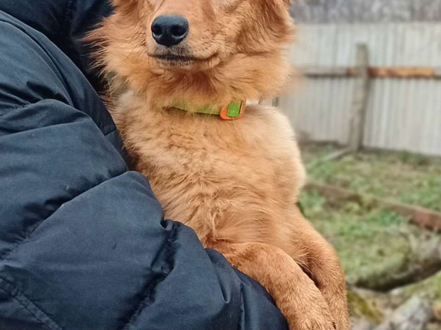 Малышка Линда в поиске дома