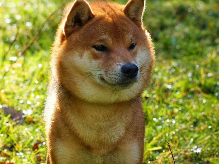 Сиба чемпион вязка